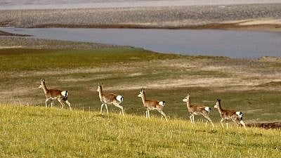 Tibbat; तिब्बत दुनिया में सबसे अच्छी पर्यावरणीय गुणवत्ता वाले क्षेत्रों ...