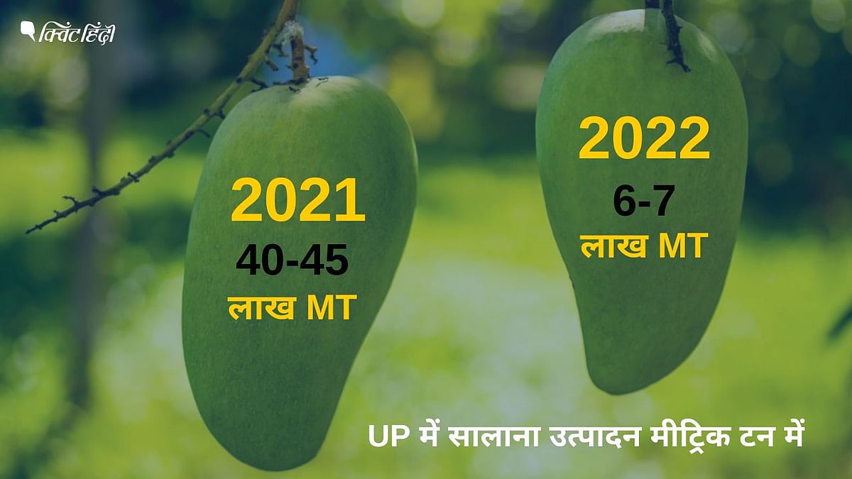Mango Price in india आम को भी लगेगी महंगाई की नजर, देश के सबसे बड़े ...
