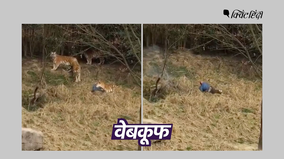Tigers Attacking Man Video Fact Check। शख्स पर हमला कर उसे खाते बाघों ...