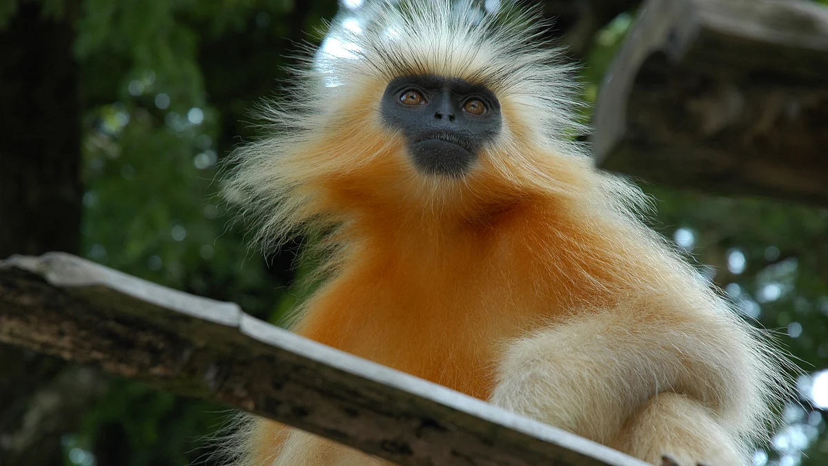 India-Bangladesh to Protect Endangered Langur Near Assam Border