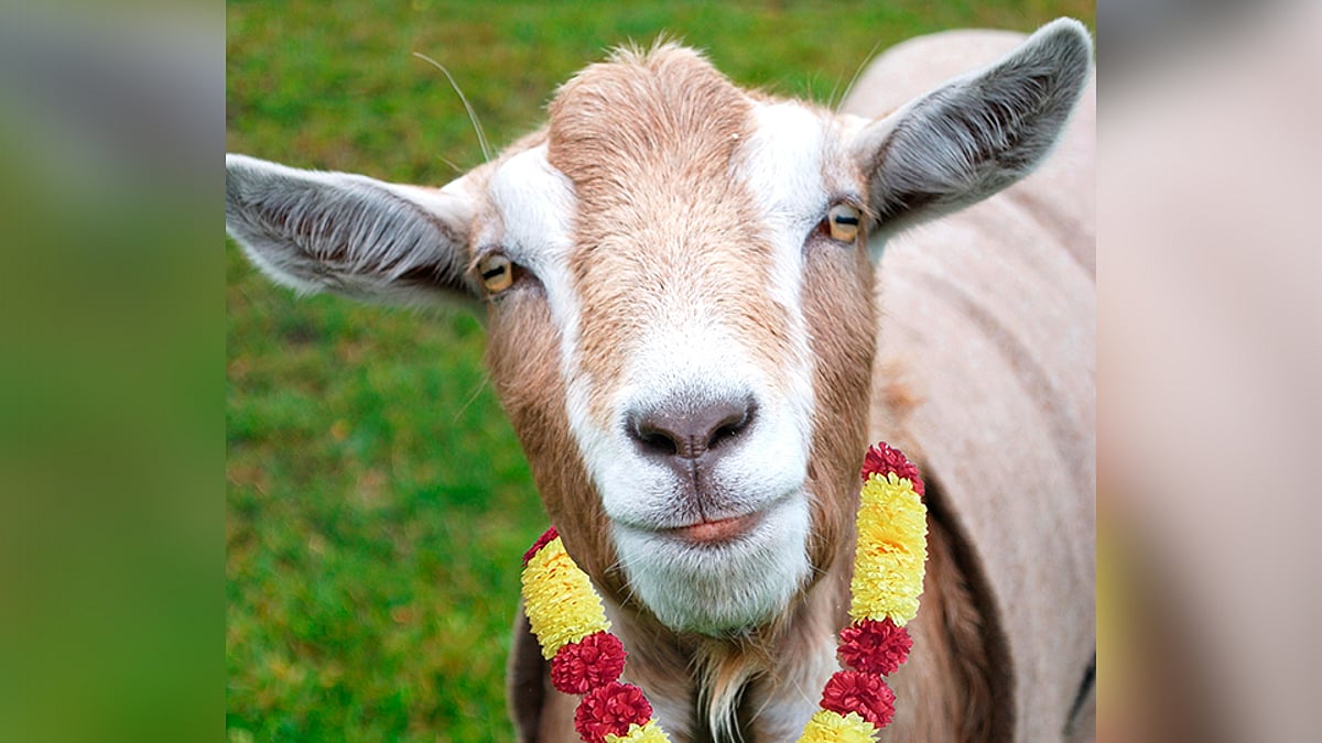 Bakr Id Special: India’s Fattest Bakra Costs More Than Honda City