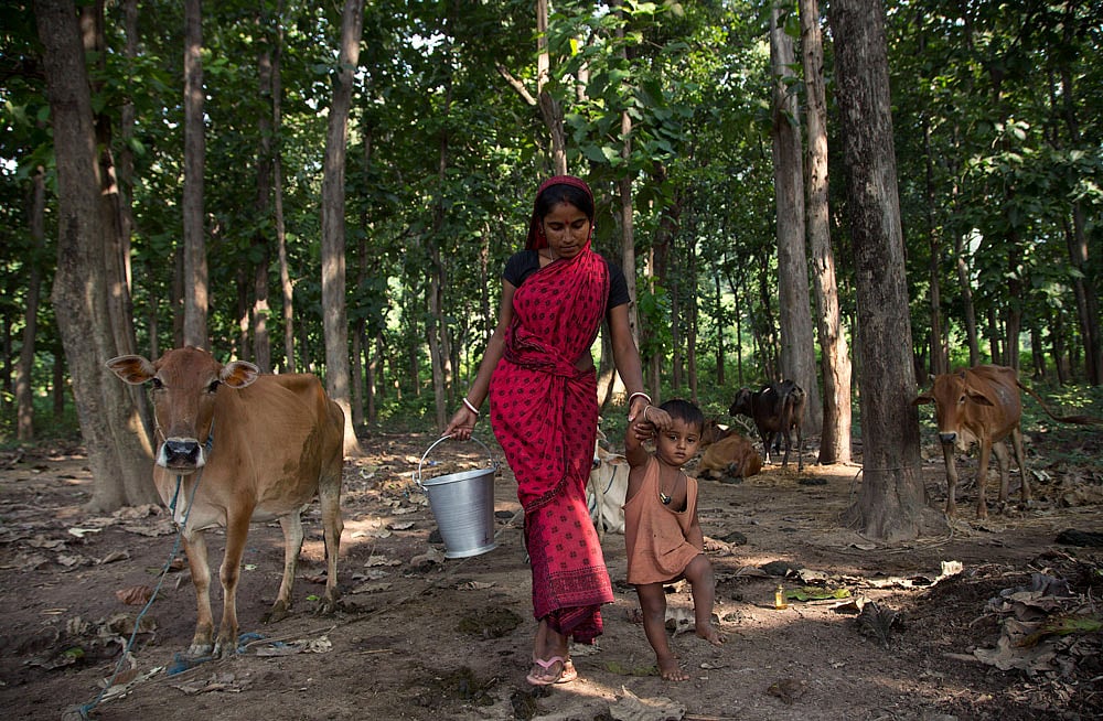 Milk in India: Touching the Lives of Millions