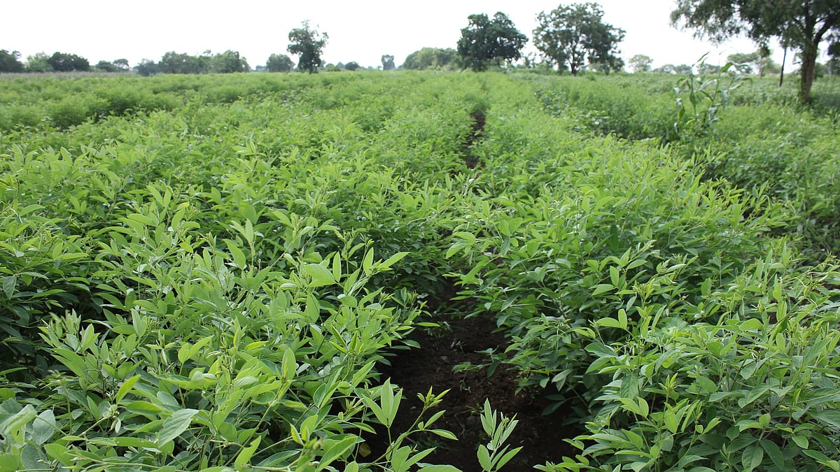 Shift Towards Profitable Crops Explains the Crisis in Marathwada