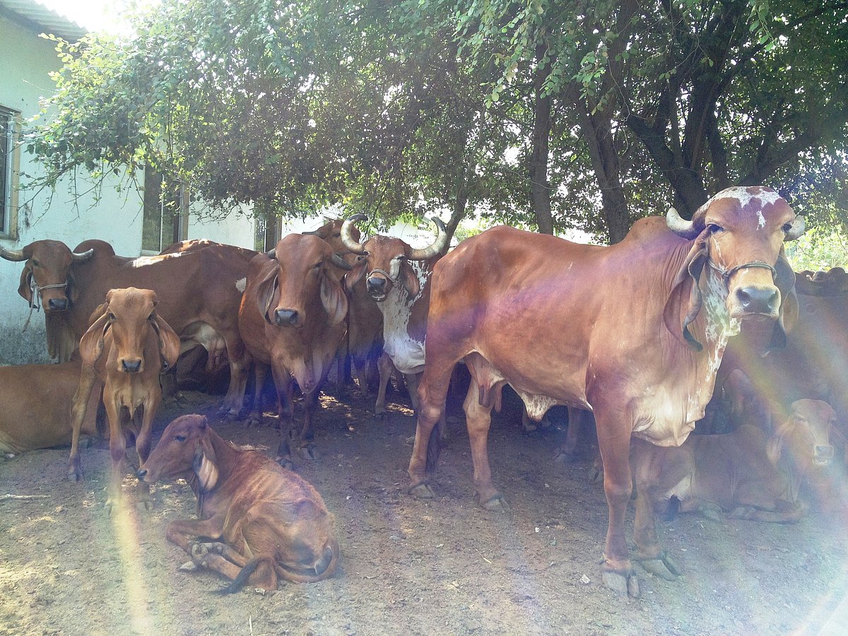 This Hospital Claims to Cure Cancer With the Help of Cows