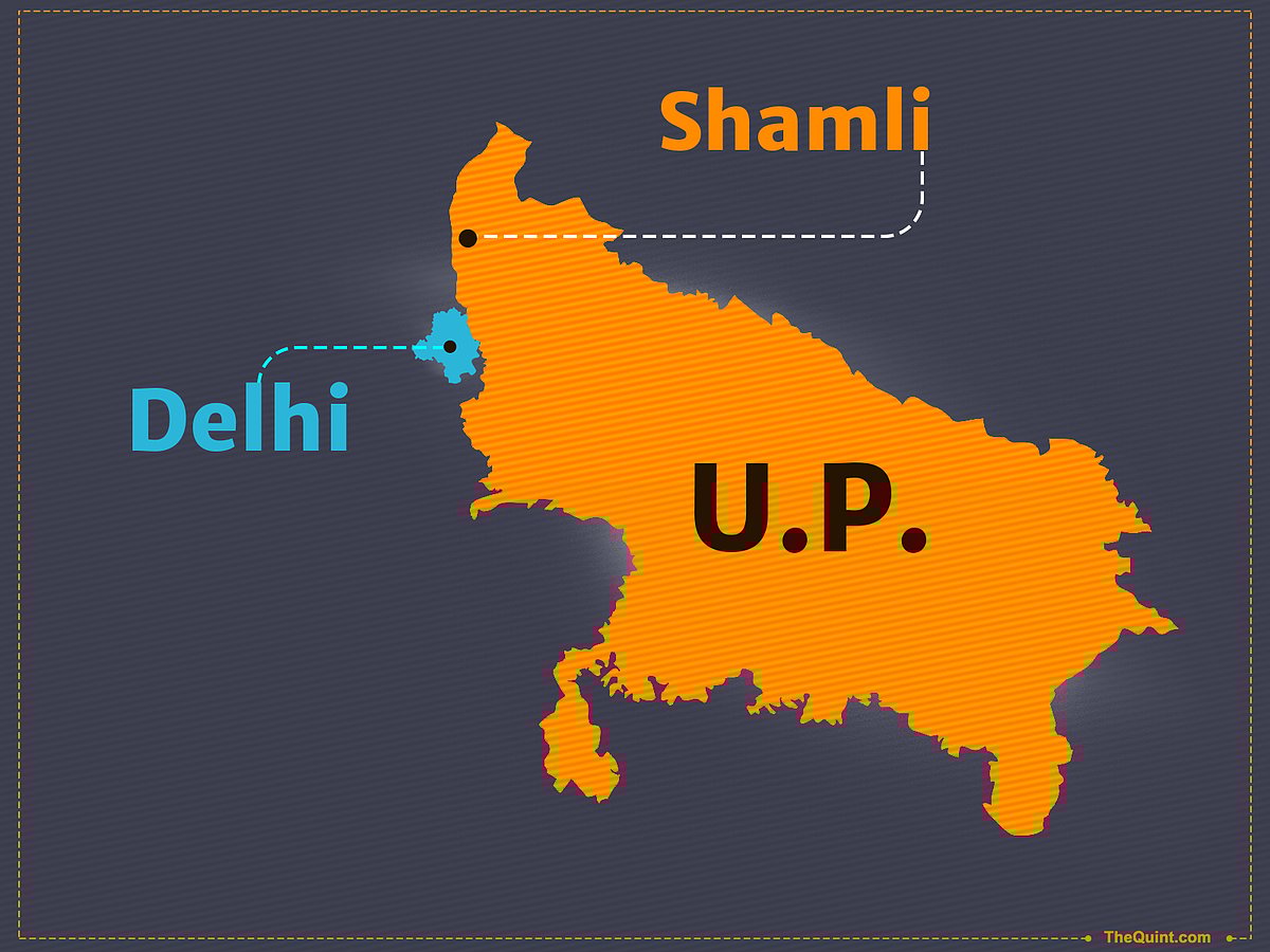 How to Become a Gau Rakshak Celebrity