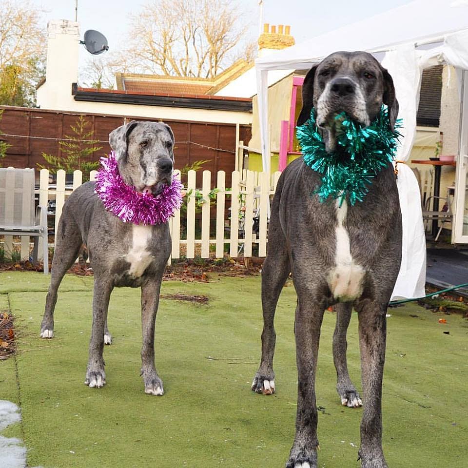 Freddy, a 7 Feet 6 Inches Great Dane, Is the World’s Largest Dog