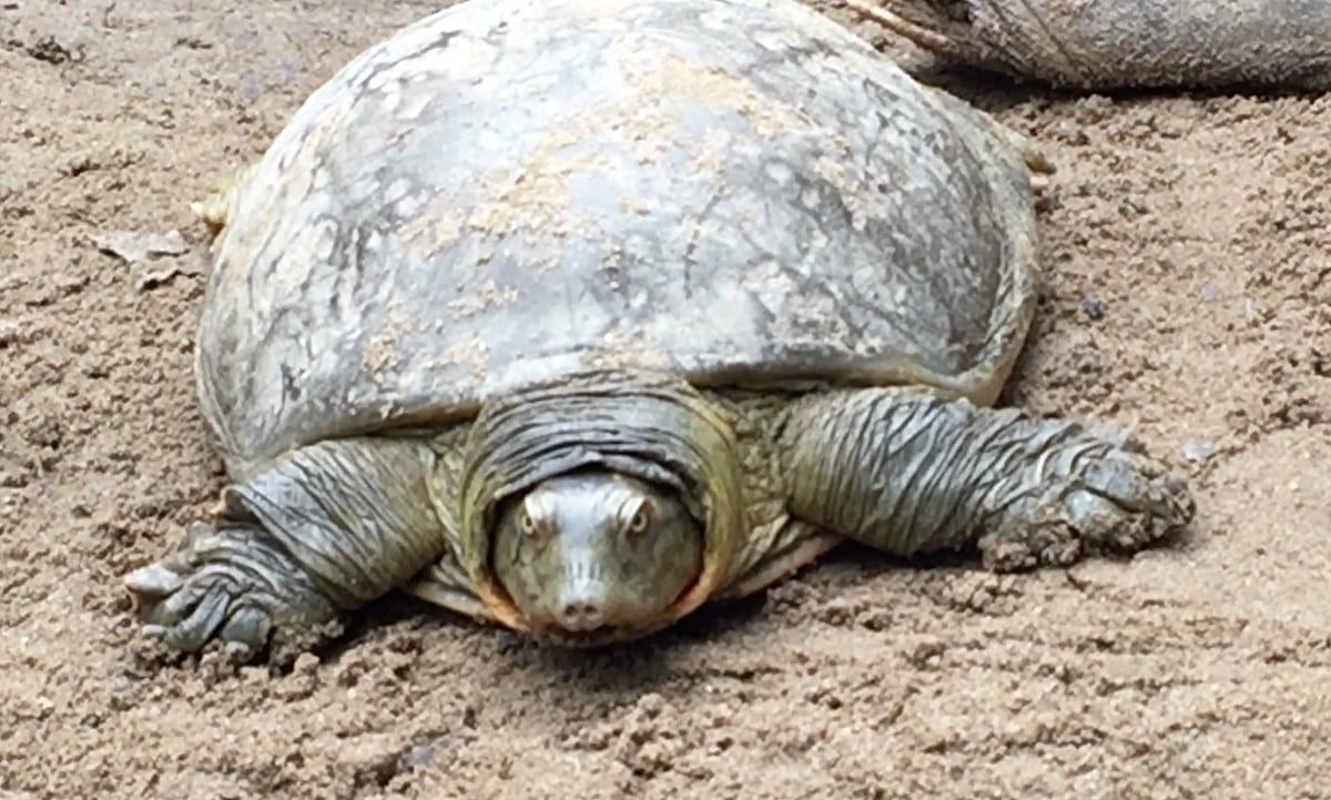 Feeding on the Dead: Can Turtles Play a Part in Ganga Clean-Up?
