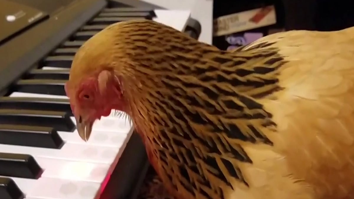 This Chicken Can Play the Keyboard Better Than You