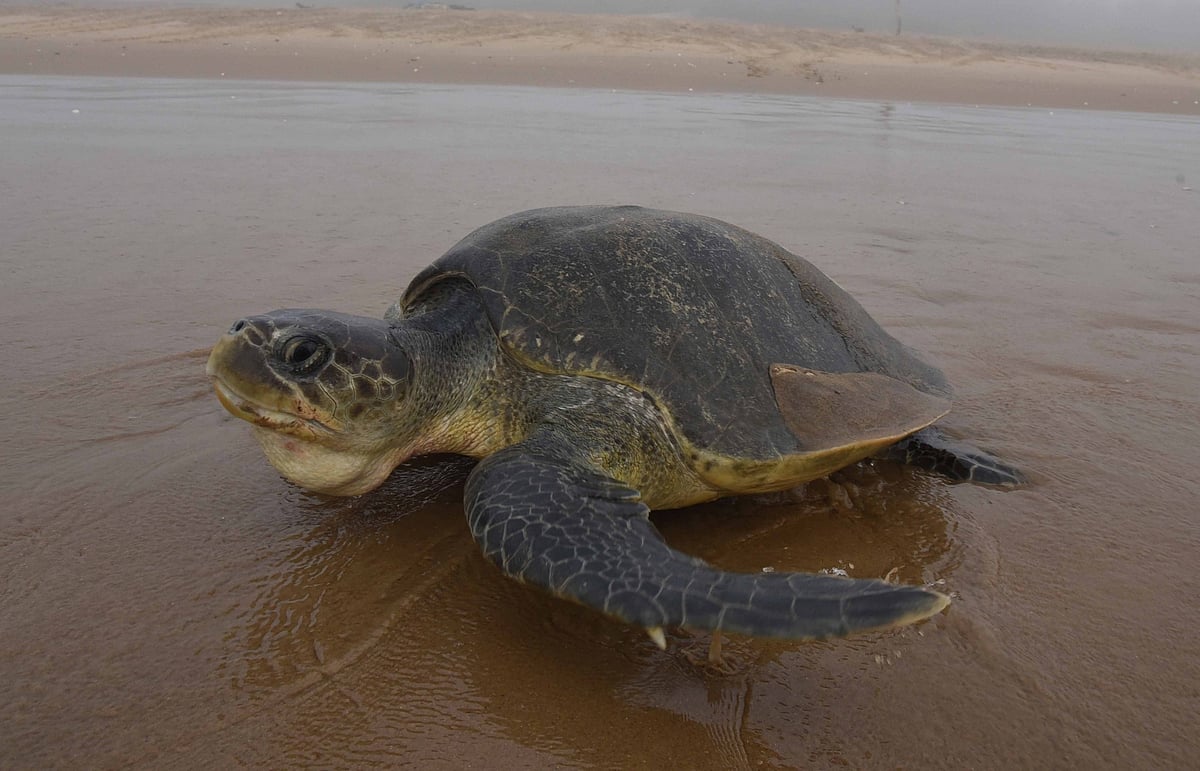 In Photos: Record Number of Olive Ridley Turtles Hatch in Odisha