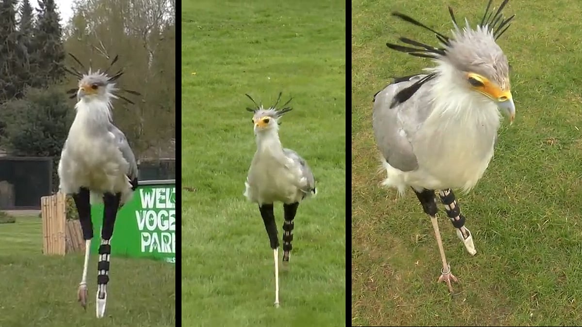 3D-Printed Prosthesis Helps An Amputee Bird Run Again