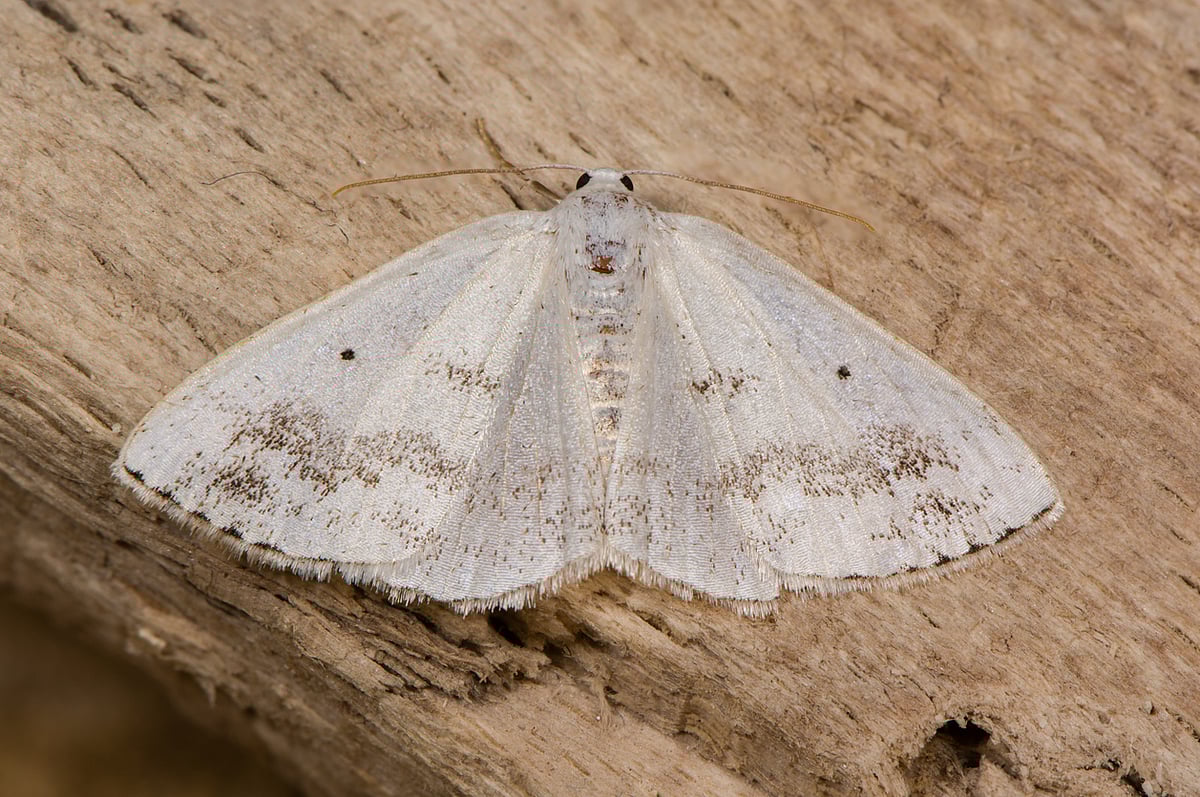 My Son Asked Me Questions About Evolution; Here’s What I Found Out