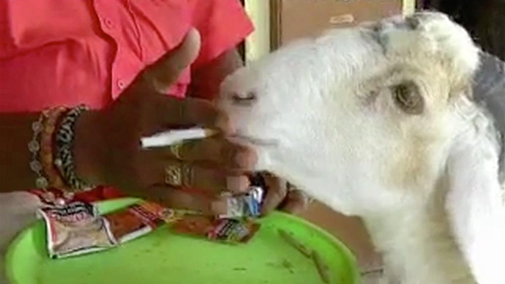 OMG! This Tobacco Addict Sheep Loves Cigarettes Over Juicy Leaves