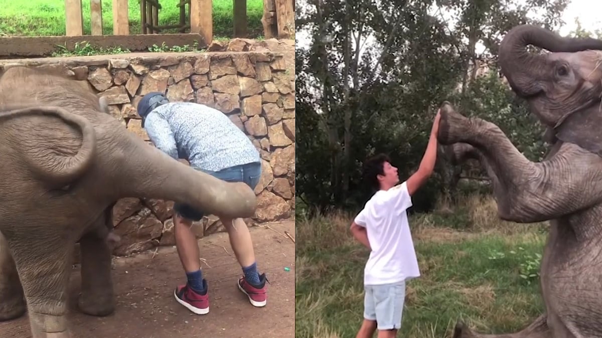 Elephant Tricks and Relationship With Humans