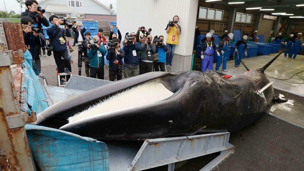 Japan Resumes Commercial Whaling for the First Time in 31 Years