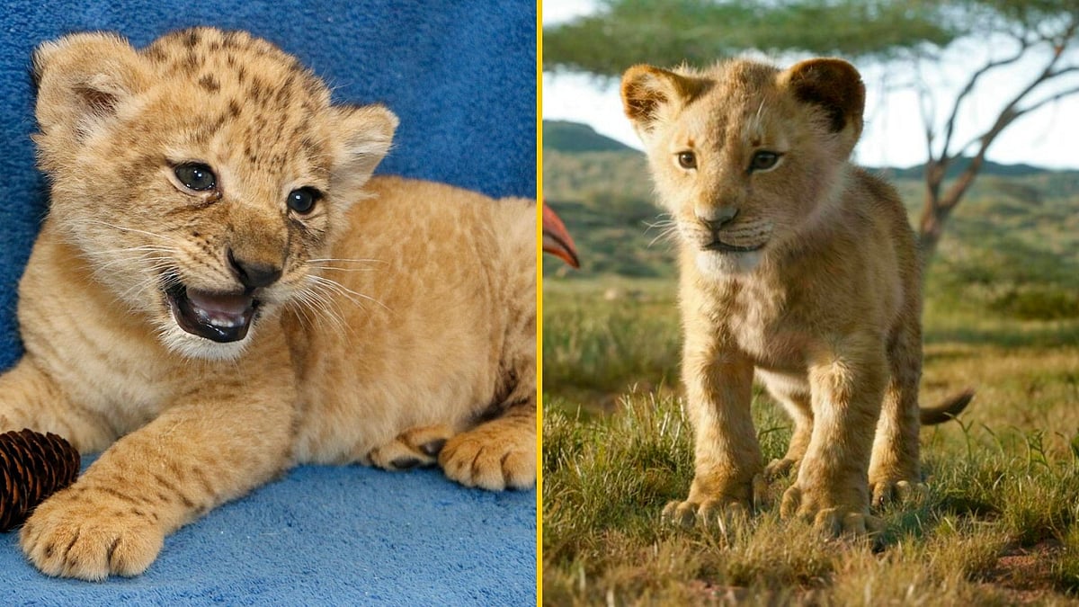 Meet the Real Life Lion Cub Who Inspired Simba In Jon Favreau’s ‘The ...