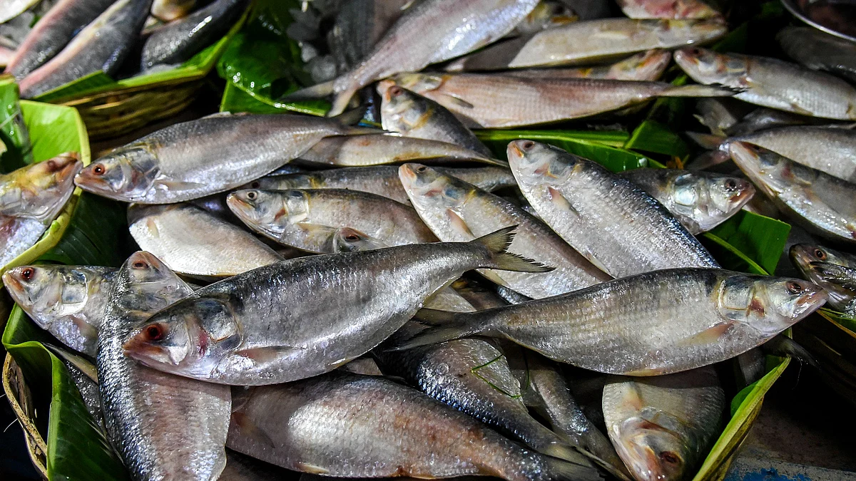 Overfishing Drives West Bengal’s Hilsa Fishers Up the Creek