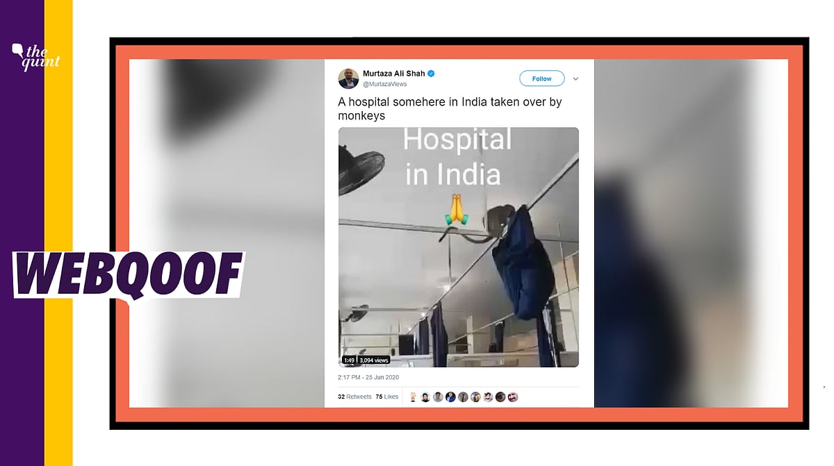 Fact check of Monkeys in Indian Hospital: Old Video from South Africa ...