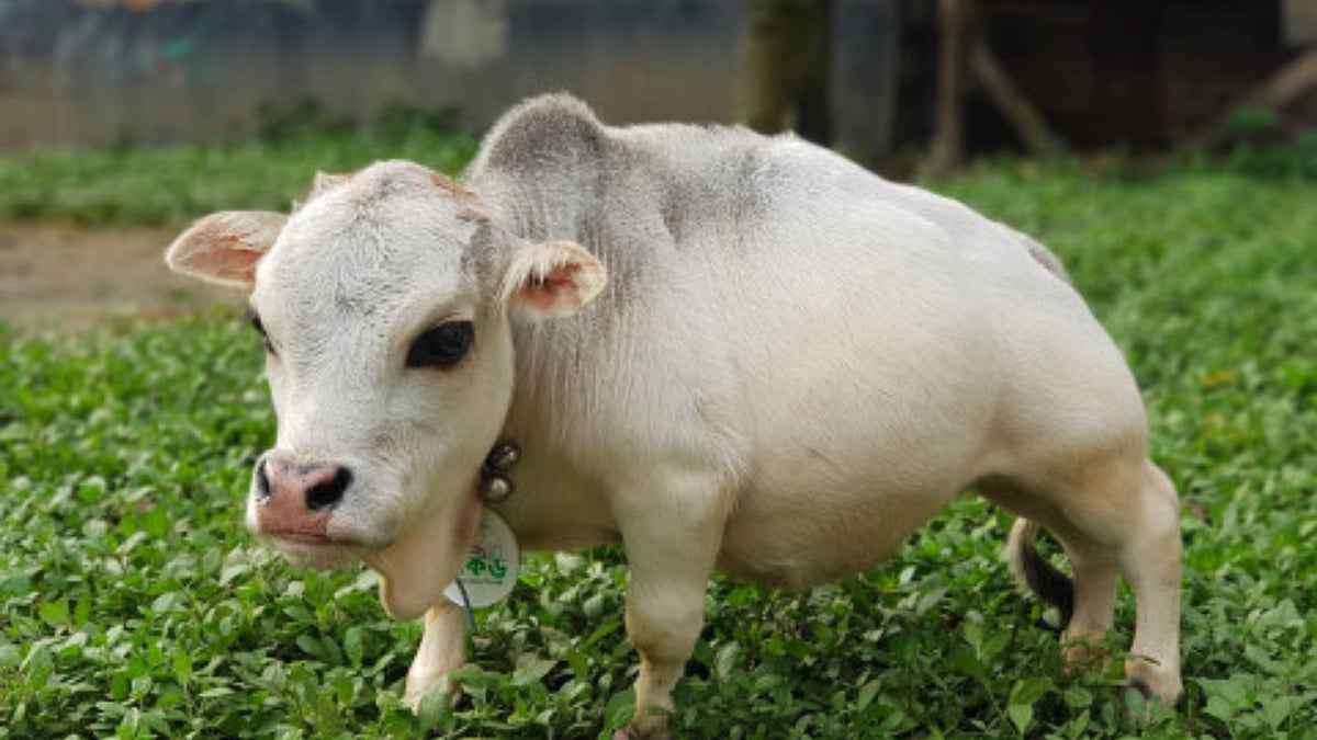 A 51-CM Cow in Bangladesh Is Going Viral for Being the Smallest in the ...