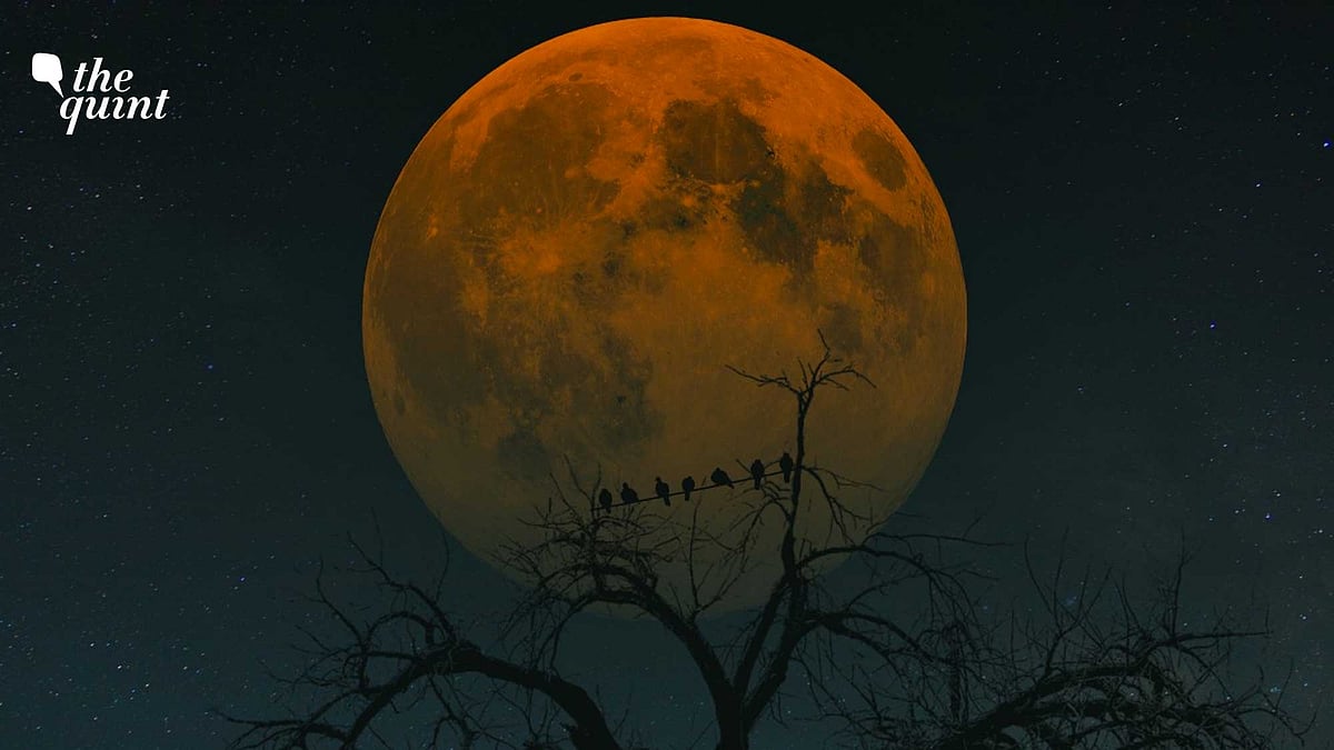 India To Witness Total Lunar Eclipse on 8 November - Everything You ...