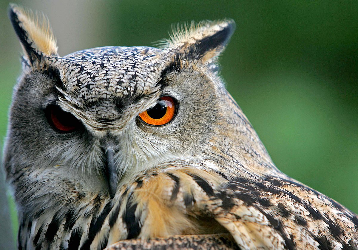 Watch: Rowdy Owl Sows Terror in Dutch City