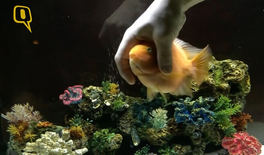 Watch: What The Fish! Man Takes Petting to a New Level