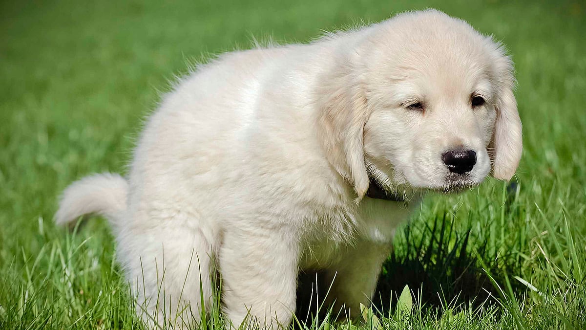 Woo Hoo! It’s Poo Poo Power