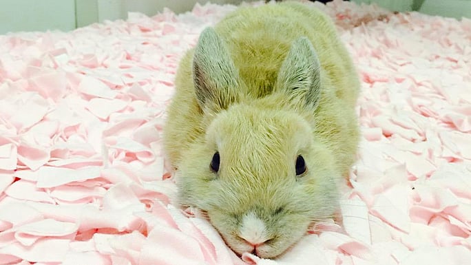 Dear Bunny: Break the Internet But Tell us, What Colour Are you?