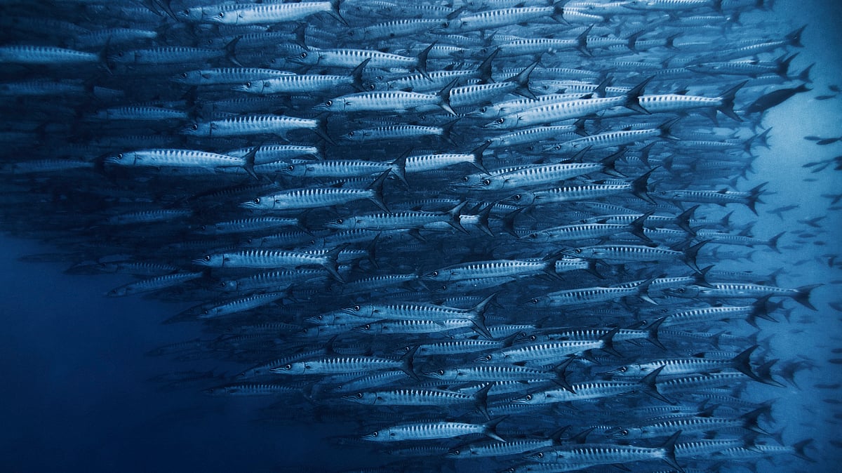 Rise in Body Temperature Helps Fish Swim Faster