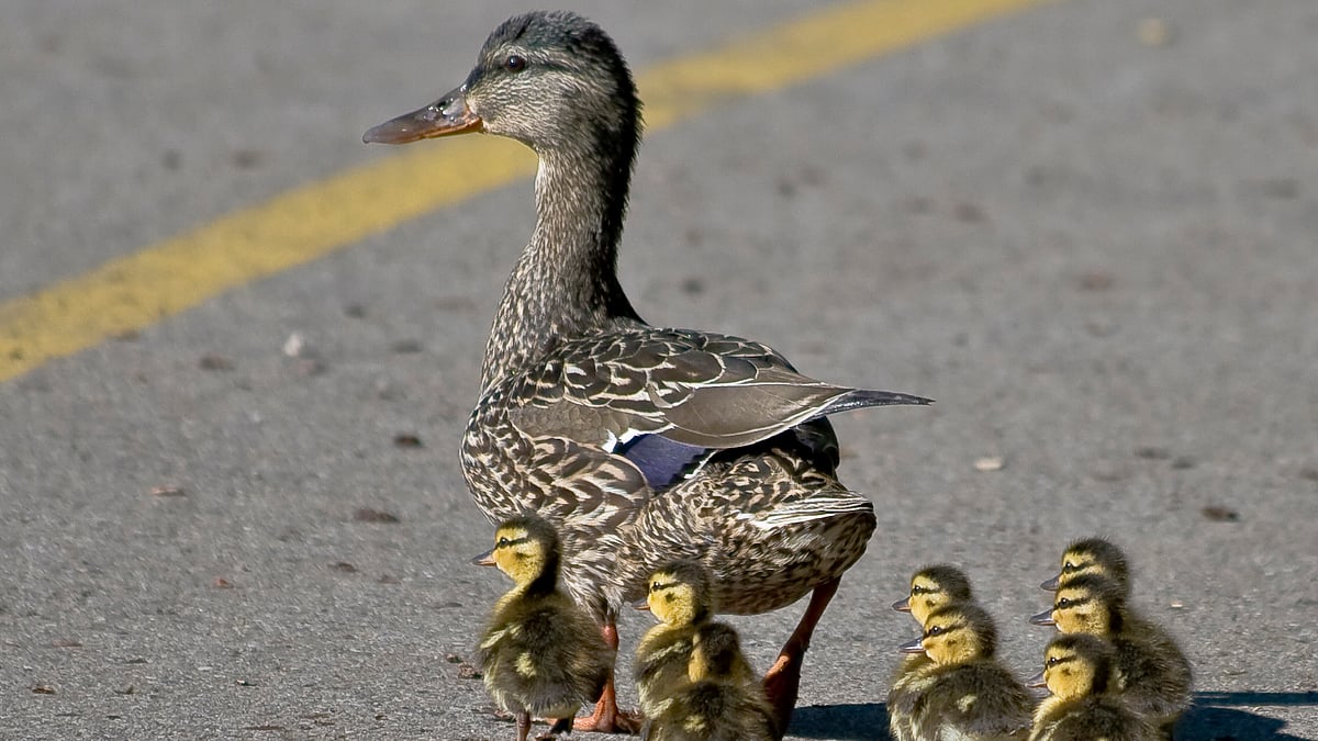What a Quacking Idea! ‘Duck lanes’ Introduced in England