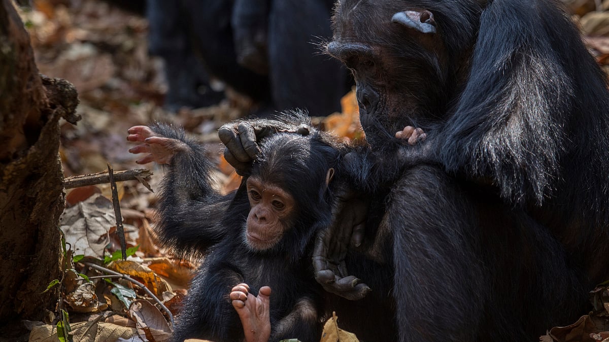Chimps Are Sensitive To What Is Right And Wrong: Study