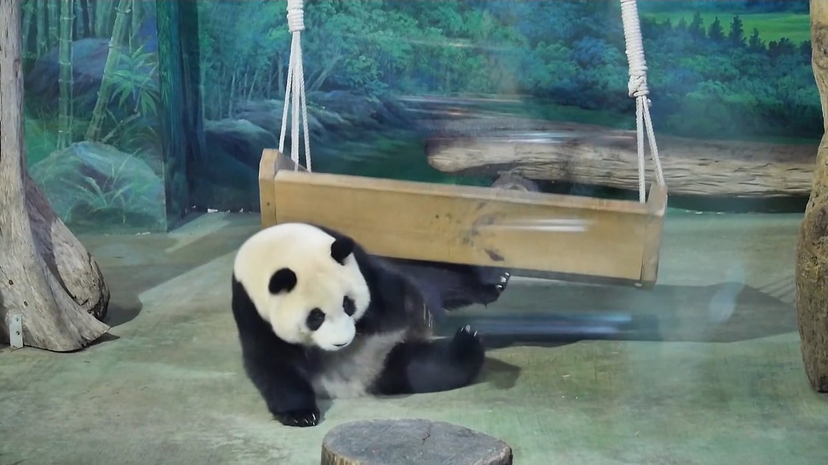 Watch: This Adorable Baby Panda Takes a Wrong Step
