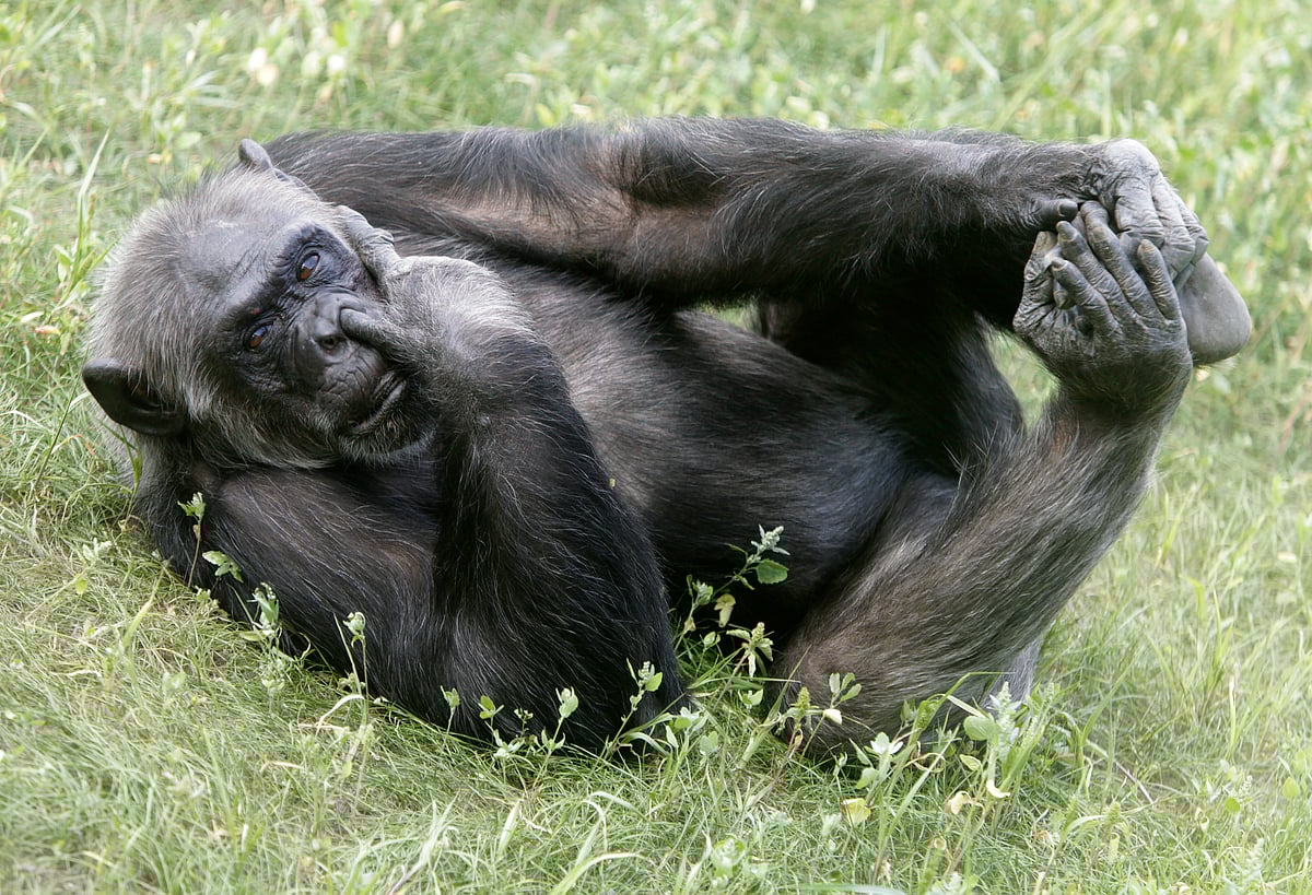 In News: Chimps can Vary Their Smiles Like Humans