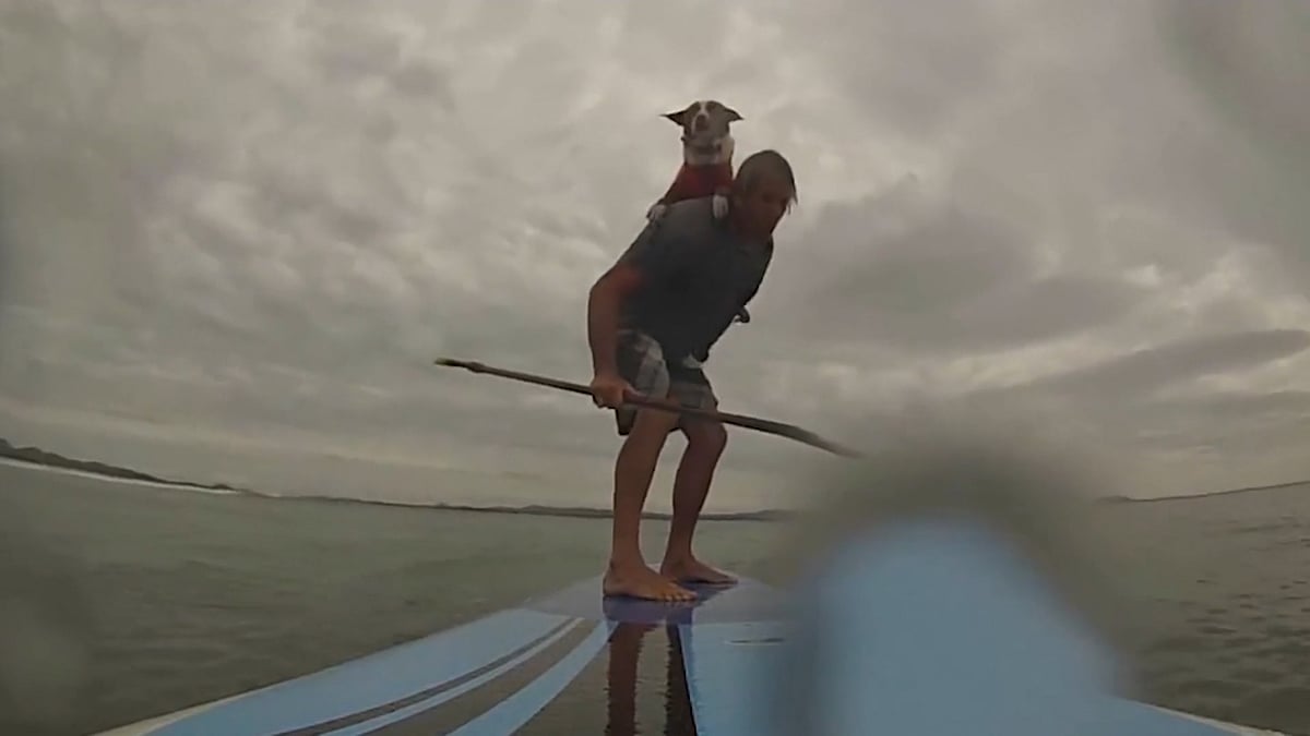 Surfs Up: This Dog Performs Crazy Stunts on Surfboard