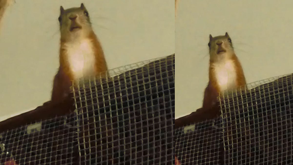 This Singing Squirrel Will Be the Cutest Thing You’ll Watch Today