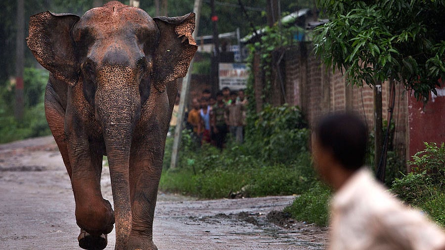 Watch This Wild Elephant Get Lost in a City And Find Its Way Back