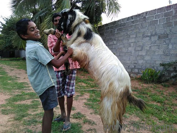 Who Gets Whose Goat? This Eid, Book Your Quality Bakra Online