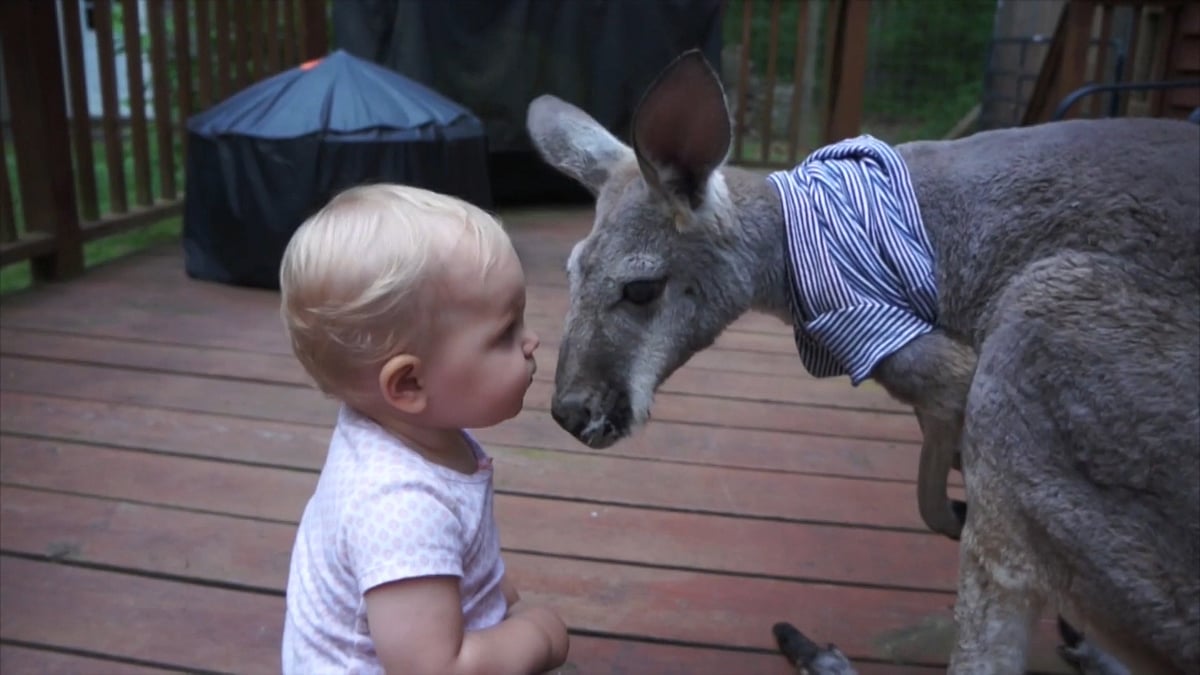Little Toddler and Young Kangaroo are Best of Friends