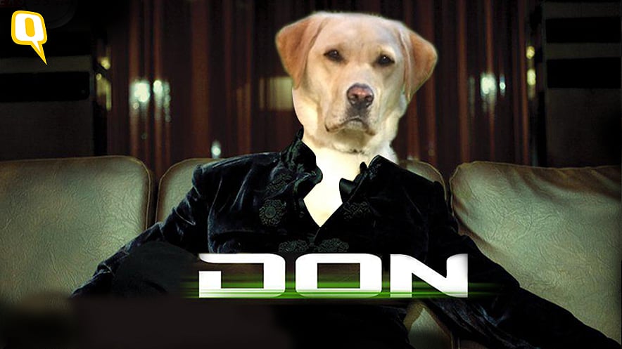 QSatire: Don Has Been Nabbed, and Here’s What He’s Got to Say