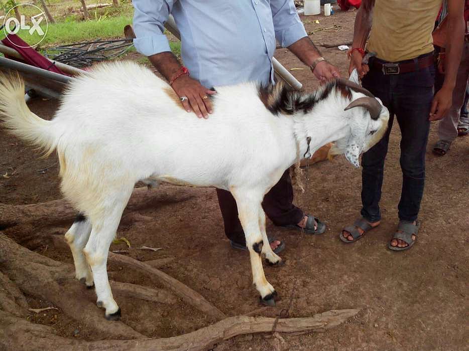 Big Bakra