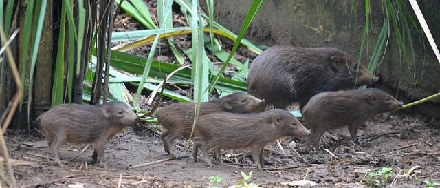 Looking for the Pygmy Hog in Assam’s Wilderness