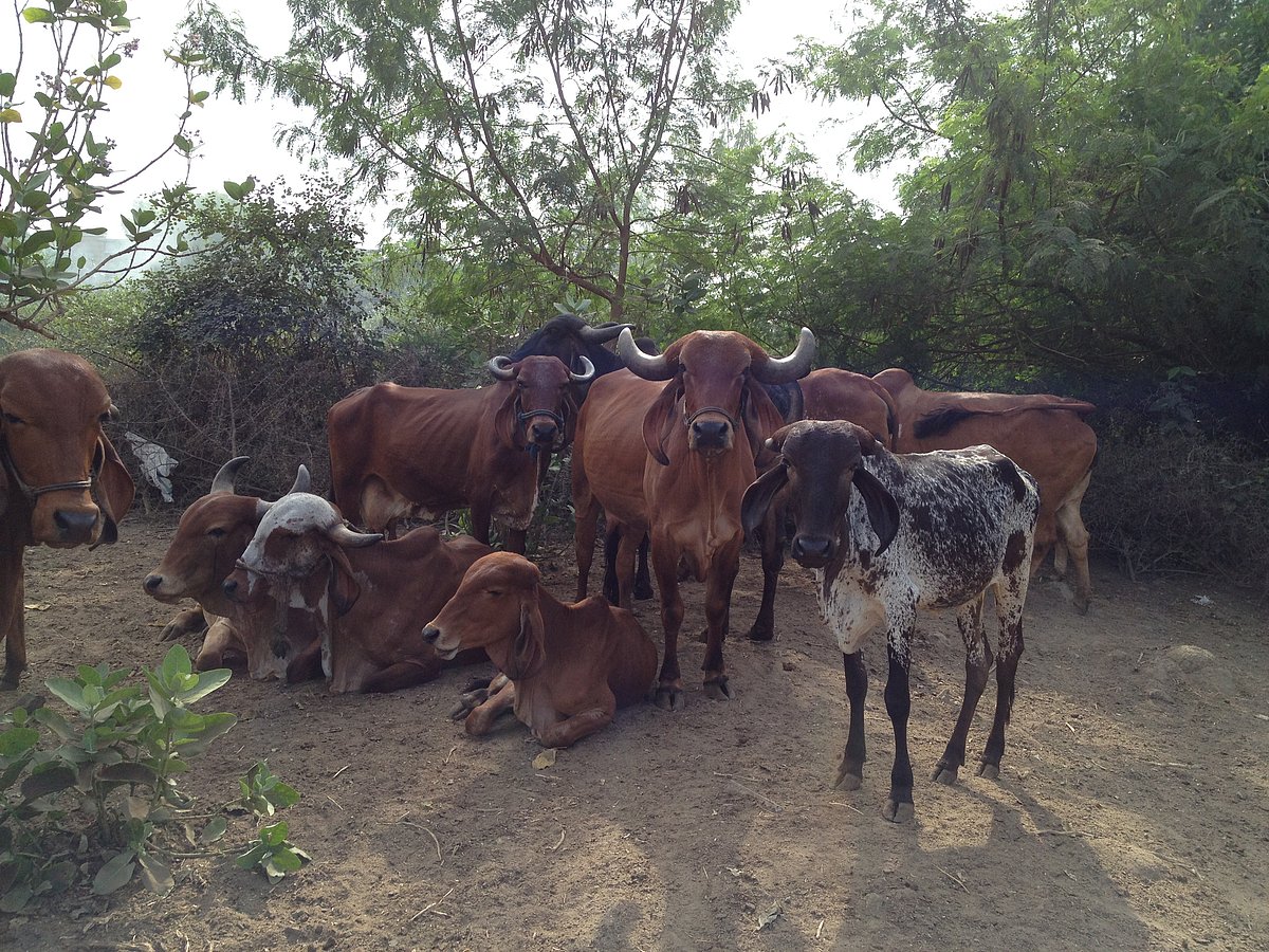 This Hospital Claims to Cure Cancer With the Help of Cows