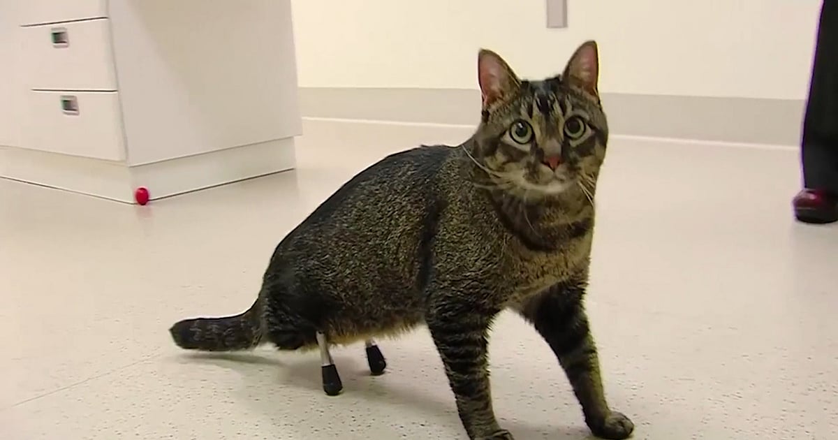 Cat Born Without Hind Legs Can Walk, Thanks to Titanium Implants