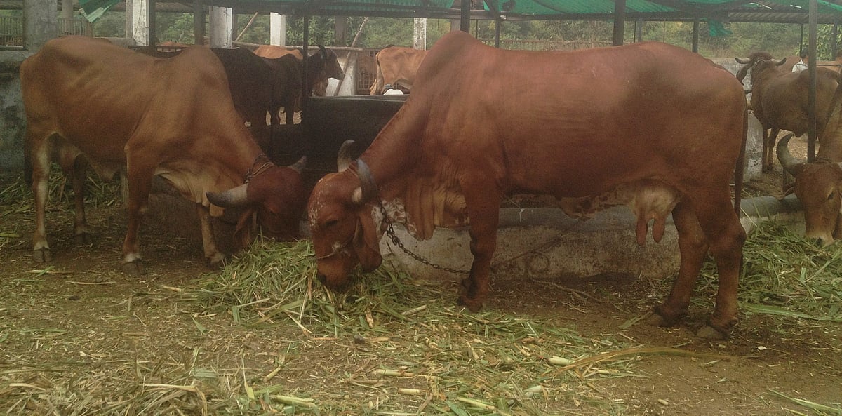 This Hospital Claims to Cure Cancer With the Help of Cows