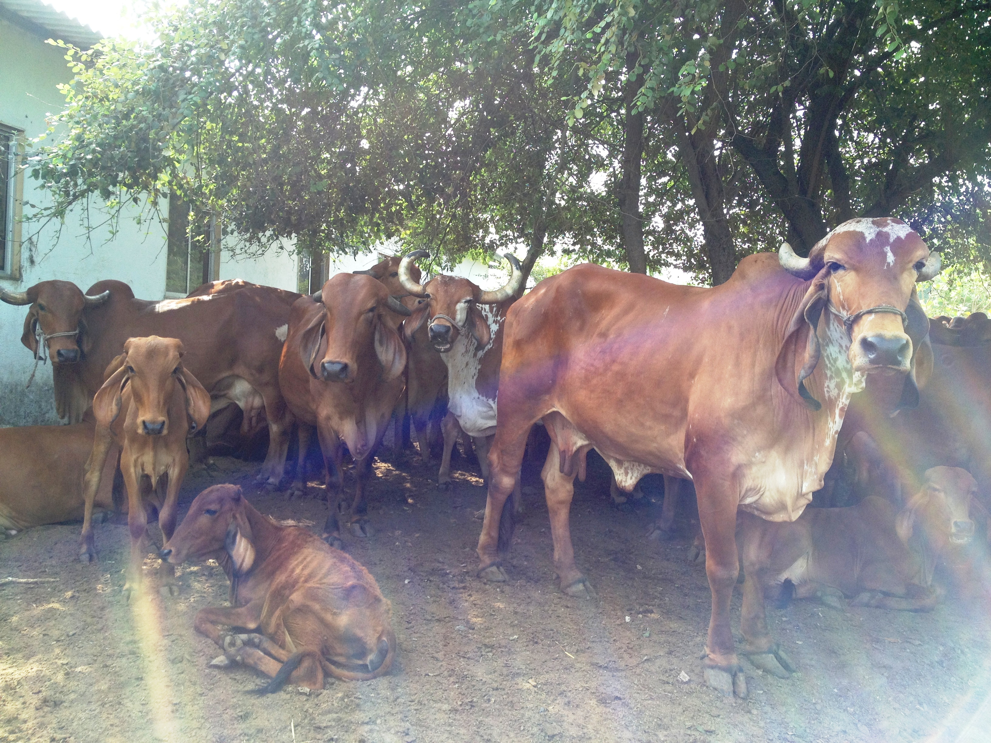 This Hospital Claims to Cure Cancer With the Help of Cows