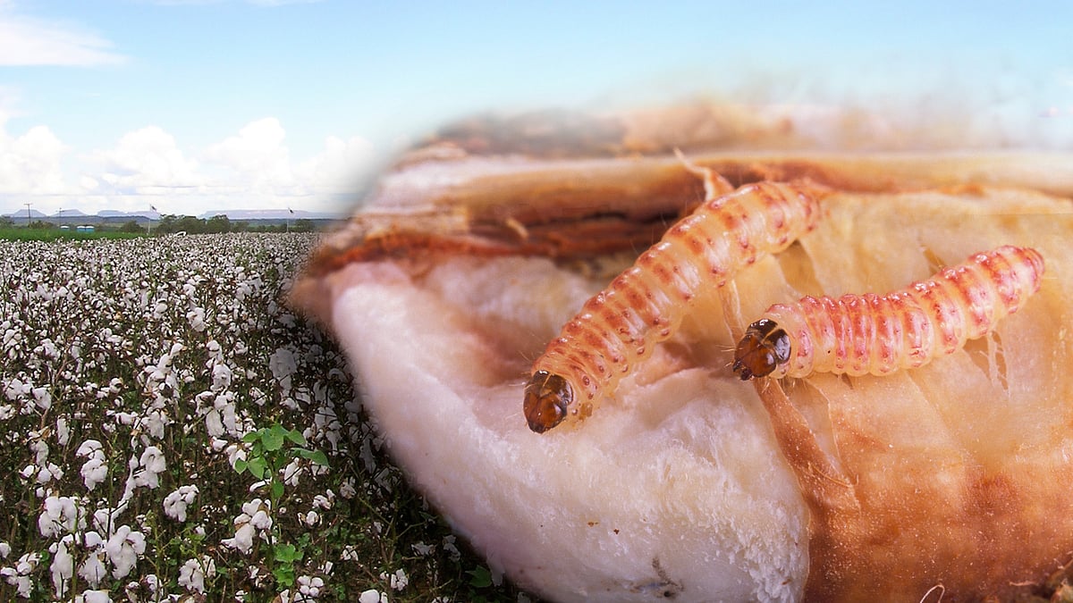 The Pink Bollworm, Bt Cotton and Paradoxes of Indian Governance