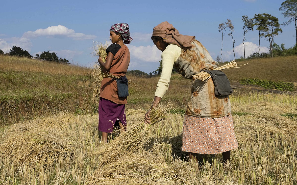 Meghalaya’s Food Traditions: From Rice Growing to Beekeeping