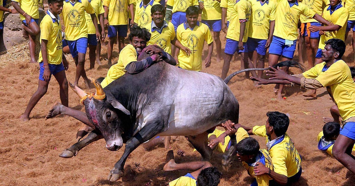 Two Dead and 80 Injured in Jallikattu Event in Tamil Nadu