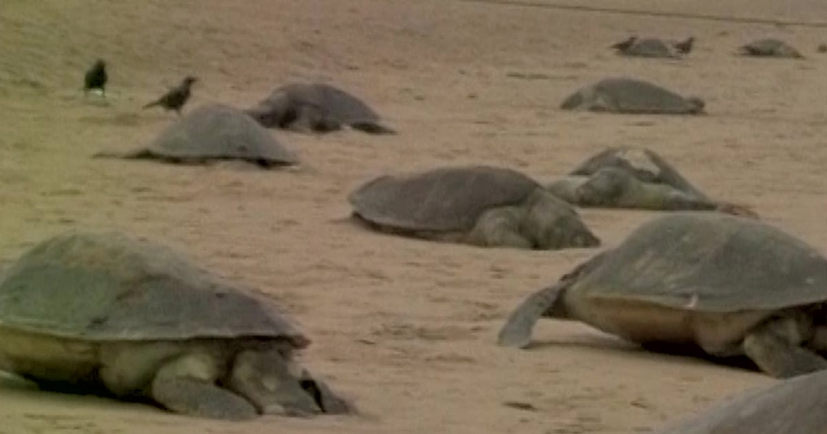 Carcasses of Over 150 Olive Ridley Turtles Found on Puri Beach