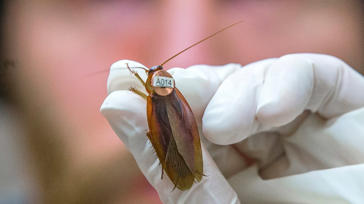 Snug As a Bug: The Hated Cockroach Inspires a Helpful Robot