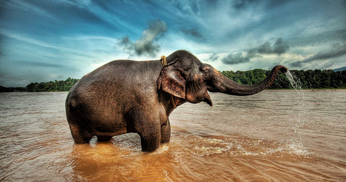 World Wildlife Day 2016: The Future of Wildlife Is in Our Hands